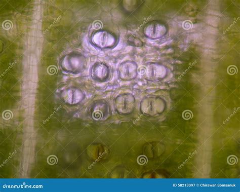 Stomi Nella Foglia Della Pianta Immagine Stock Immagine Di