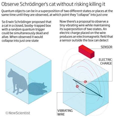Quantum Probes That Wont Kill Schrödingers Cat New Scientist