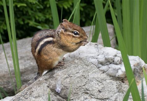 Difference Between Chipmunk And Gopher Difference Between