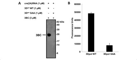 Anti Vpg Pu Pu Purified Rabbit Polyclonal Antiserum Specificity The Download Scientific