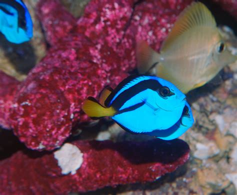 Blue Tang The Biota Group