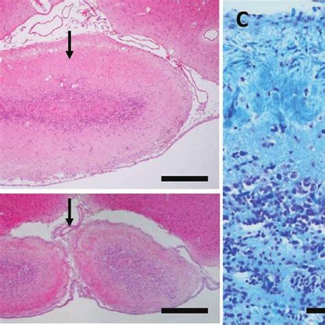 lectin binding patterns in the olfactory system of the japanese jungle