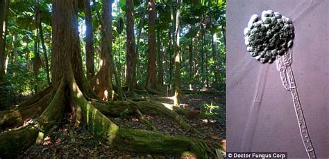 Eco Tech Tree Living Fungus Produces Hydrocarbon Fuel Without