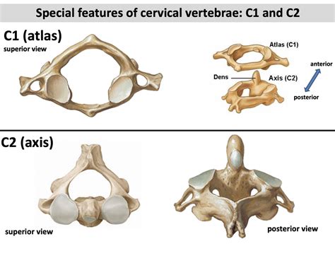 Special Features Of Cervical Vertebrae C1 And C2 Quiz