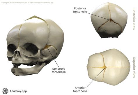 Sutures Of Skull Anatomyapp