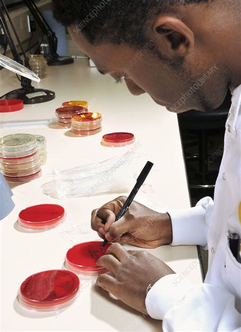 Microbiology Analysis Stock Image C0254360 Science Photo Library