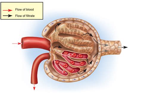 Correctly Label The Following Parts Of A Renal Corpuscle Diagram Quizlet