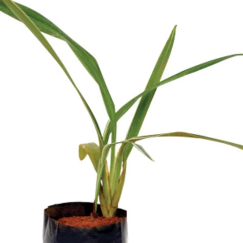 Dianela Grass At ₹ 5sq Ft In Thane Id 2854289853873