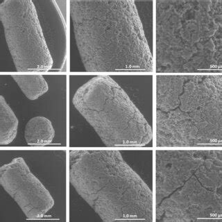 SEM Images At Different Magnification Scales 2 0 Mm 1 0 Mm And 500