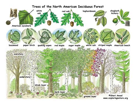 Printable Deciduous Pictures Anal Sex Movies