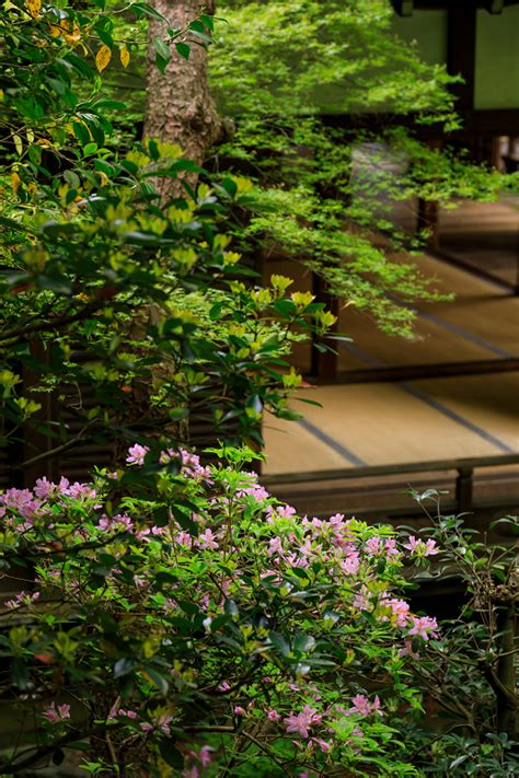 ツツジ咲く青蓮院門跡 花景色K W C PhotoBlog