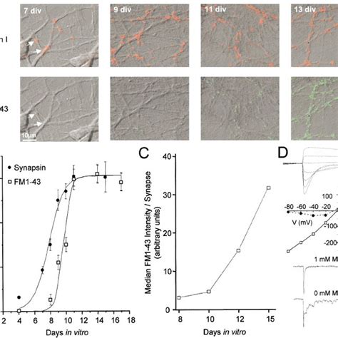 Functional Synaptic Vesicle Turnover Follows Synapsin I Localization