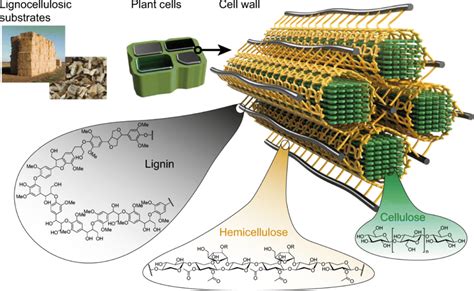 Cellulose Plant Cell