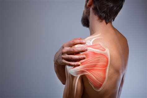 What Is Soft Tissue In The Shoulder