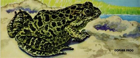 Gopher Frogs On Tumblr