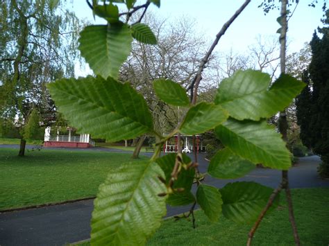Alnus Rubra Friends Of Belfast Botanic Gardens