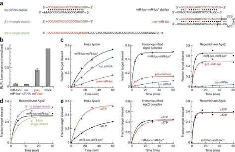 Human Risc Assembly Is Uncoupled From Dicing And Dependent On Atpa