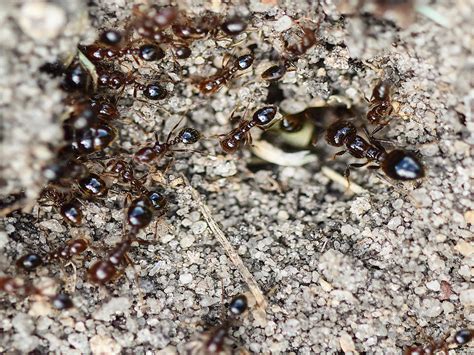 Red Fire Ants How To Treat Bites And Get Rid Of Red Ants