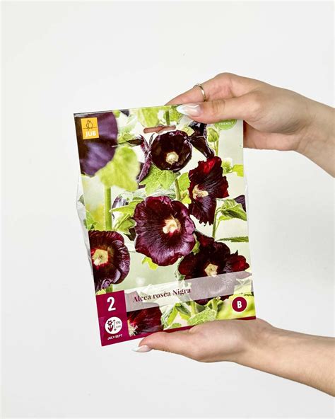 Gomolj Vrtni Sljez Alcea Rosea ‘nigra Džungla Plants
