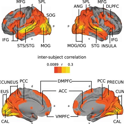 Inter Subject Correlation Isc Of All 30 Subjects During The First Download Scientific Diagram