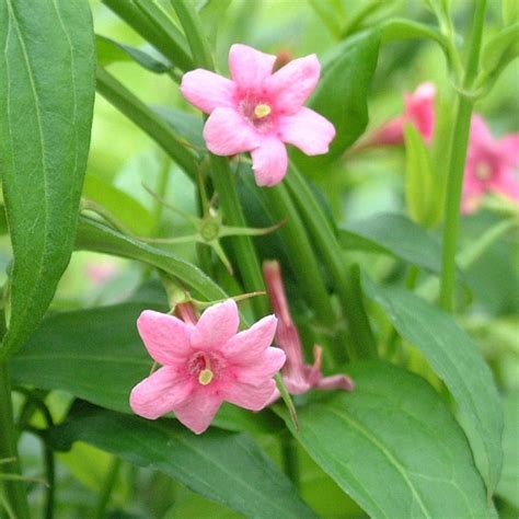 Jasminum Beesianum Jasmine Scent Garden Plants Climber Plants