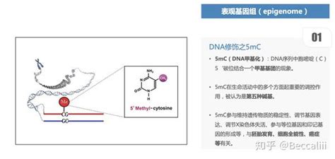 表观组学 甲基化分析 知乎