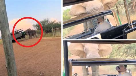 Terrifying Moment Bull Elephant Attacks A Safari Tourist Bus
