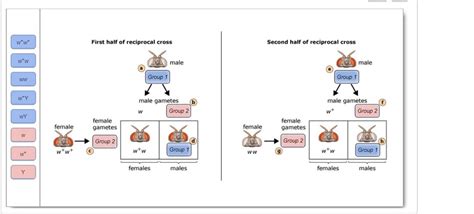 Ch 15 Bio Diagram Diagram Quizlet