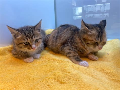 코리안숏헤어 홍이천이 포메라니안키우는방법 말티즈키우는방법 말티푸키우는방법 푸들키우는방법 먼치킨키우는방법 랙돌키우는방법 브리티쉬숏헤어키우는방법 스코티쉬폴드키우는방법 러시안