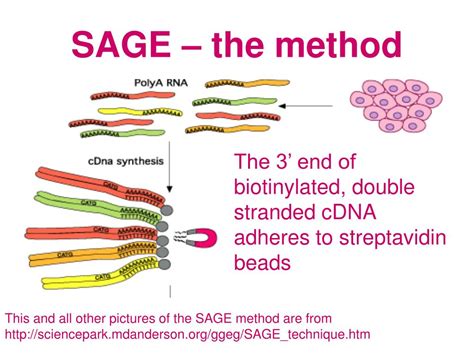 Ppt Gene Expression Analysis By Sage Powerpoint Presentation Free