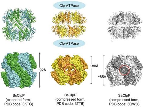 Overall Structure Of Clpps From B Subtilis And S Aureus A Download Scientific Diagram