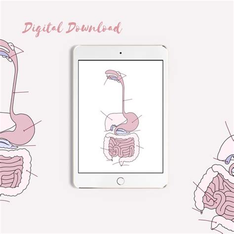 Digital Anatomy Diagram Digestive System Unlabelled Etsy