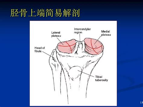 膝关节解剖 好医术文章 好医术 赋能医生守护生命
