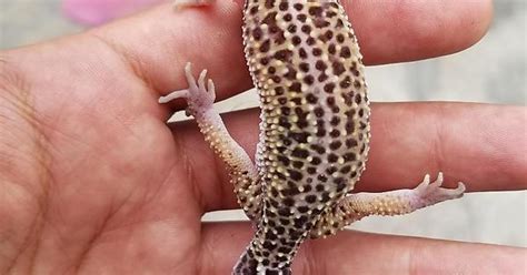 Leo Gecko Id Album On Imgur