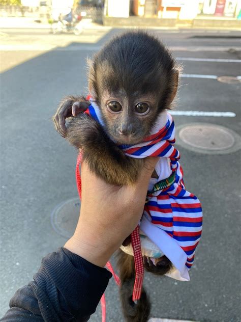 フサオマキザル 若家店長ブログ
