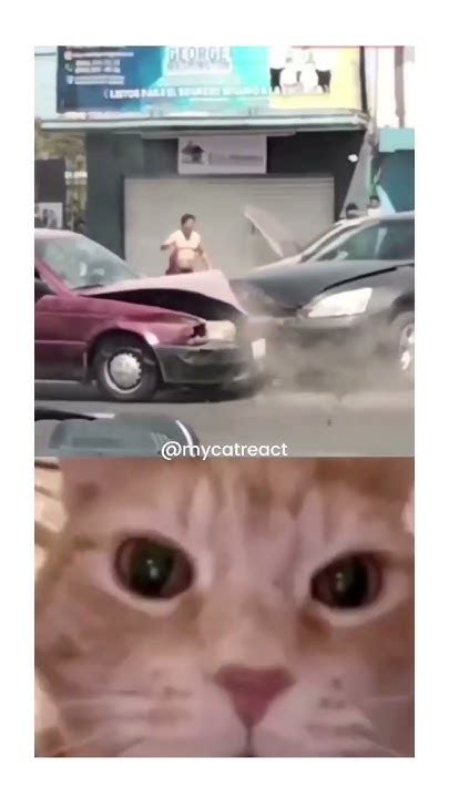 Funny Cat Reaction 😹 Part 81 Catfunny Cat Catvideos Catlover