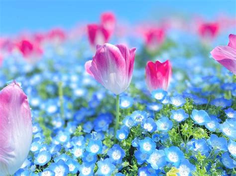 きくさんの投稿 チューリップ ネモフィラ 広い庭 チューリップ畑 綺麗な花 きれいな花