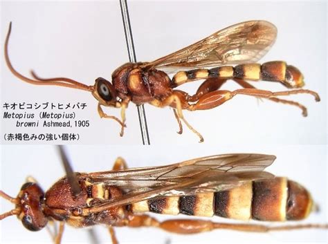 Vol No Metopius Information Station Of Parasitoid Wasps
