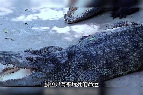 反杀鳄鱼的15种动物，美洲豹可以团灭整个鳄鱼家族！