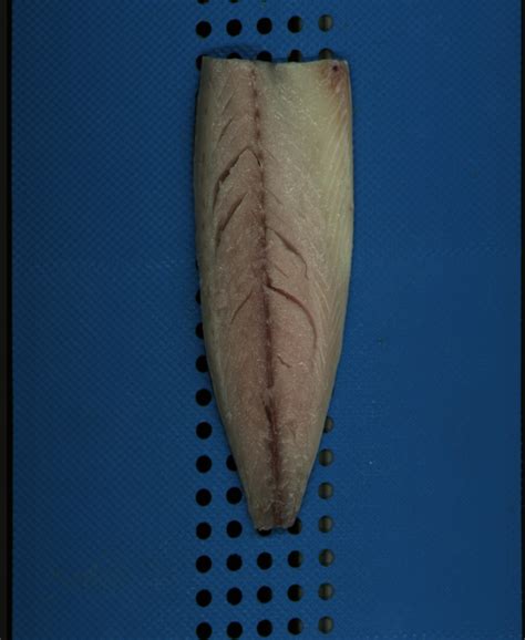 Bones Instance Segmentation Instance Segmentation Dataset By Macrel