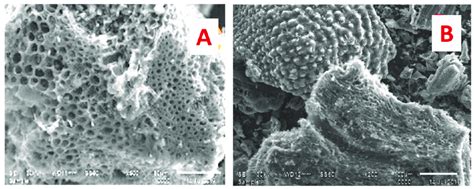 Sem Of Acc 3 A Before Adsorption B After Adsorption Feiii And