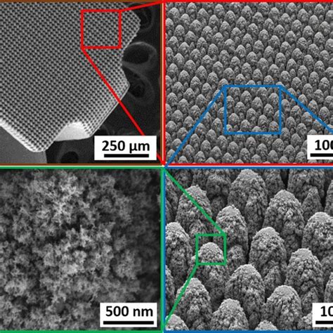Sem Micrographs Of The Hierarchical Surface Structure Induced On The Download Scientific