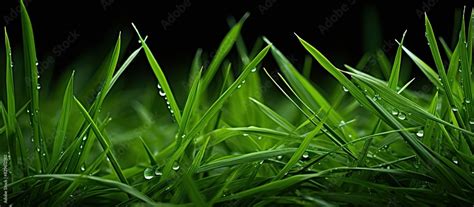 Close Up Shot With Selective Focus Showcasing The Herbaceous Texture Of Elymus Repens Also Known