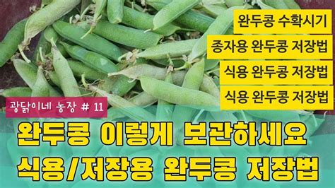 완두콩 보관법식용종자용 이렇게 보관하세요 Youtube