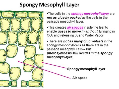 Spongy Mesophyll