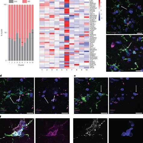 Transcription Factor Regulatory Networks Are Specific To Microglia