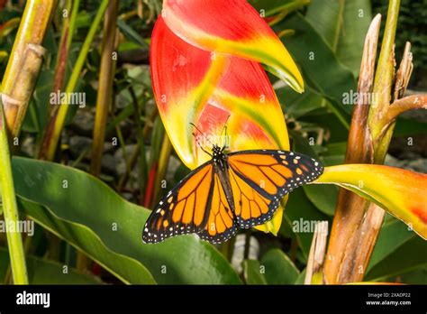 Monarch Butterfly Danaus Plexippus Stock Photo Alamy