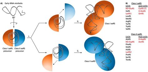 Did Amino Acid Side Chain Reactivity Dictate The Composition And Timing