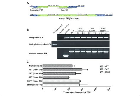 Validation Of Hek293 Cell Clones Overexpressing Monoamine