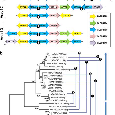 Tandem Gene Arrays In A Adeninivorans A Intermingled Families A
